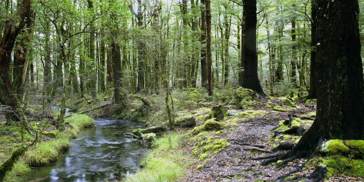 Biodiversity and Ecosystems - Earth Sciences New Zealand | GNS Science ...
