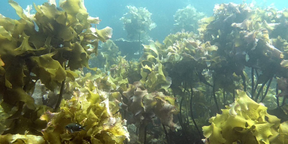 Bioshields could help mitigate tsunami impact - Earth Sciences New ...